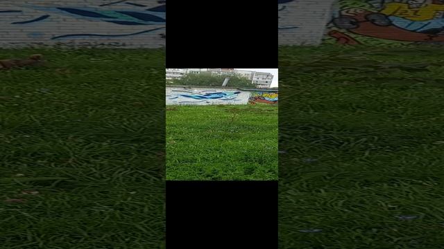 ❗Скоро будем гулять по травке❗ #shorts #shortsvideo #shortvideo #dogs #funny #funnydogs #животные