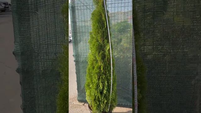 Туя западная Smaragd (высота 2-2,1м)