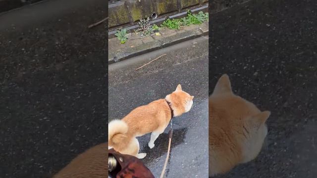 濡れ柴。雨の日でも大丈夫