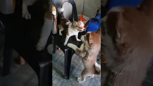 Playful Husky & Angry Chihuahua