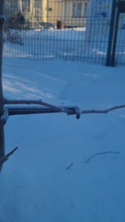 Секрет плодоношения груши #грушанеплодоносит