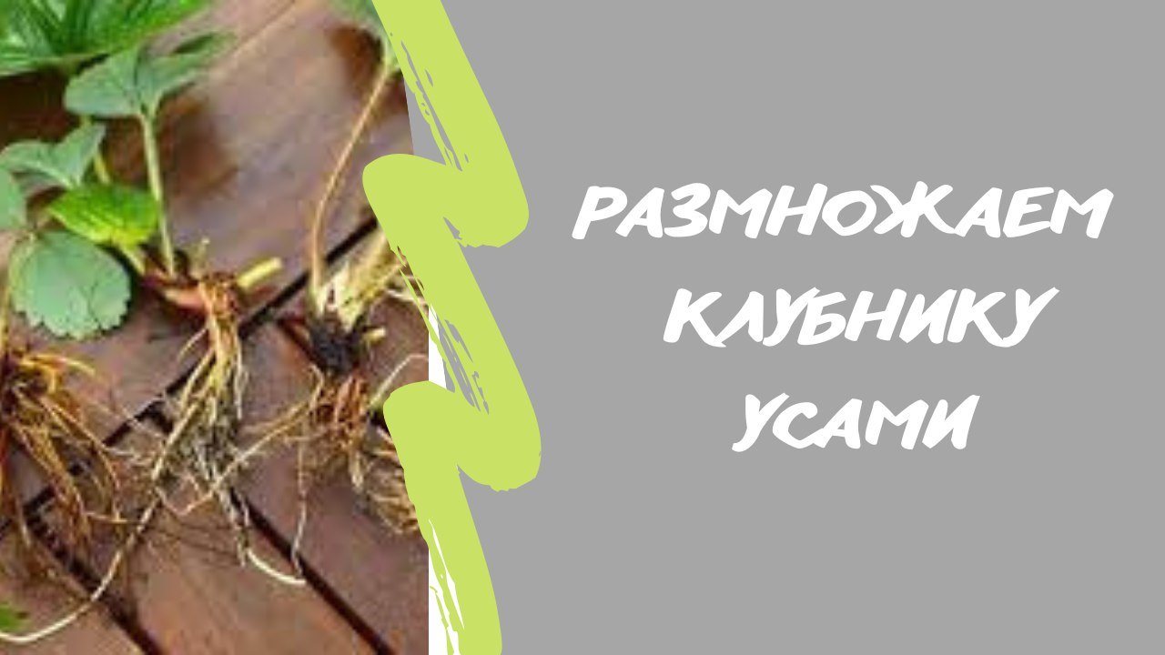 Размножаем клубнику 2 способа???