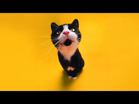 Главное в дрессировке кошки — сделать вид, что ты отдал ей именно ту команду, которую она выполнила