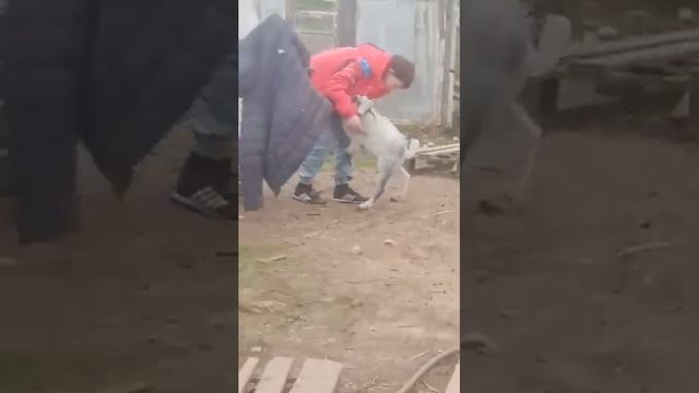 Козленок Мартин против Valera Ploy (7+)