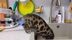 Bengal играется с водой