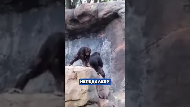 Маленький шимпанзе получил за свои проделки 😆