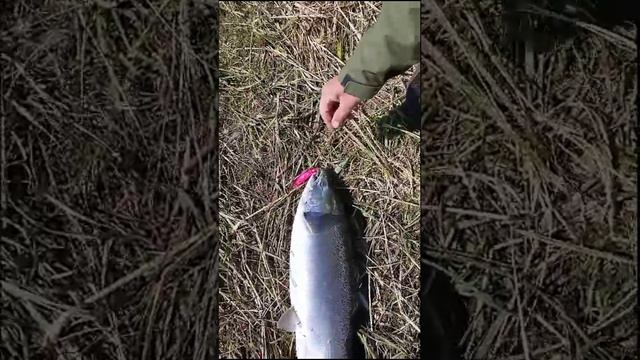 Ловля кижуча на воблер 80 мм (13 гр) от Mr. Musurok