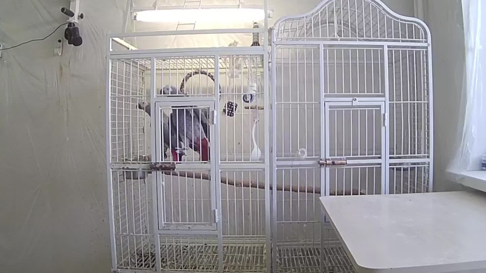 Попугаи Жако Contents of Gray African parrots