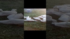 Утята целуются!!!