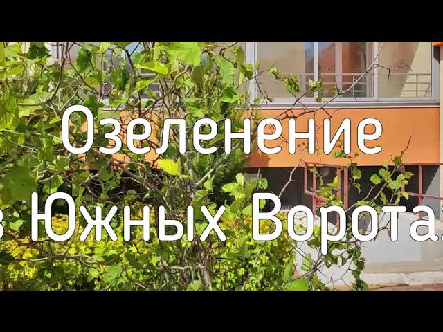Озеленение в Южных Воротах | Июнь 2023