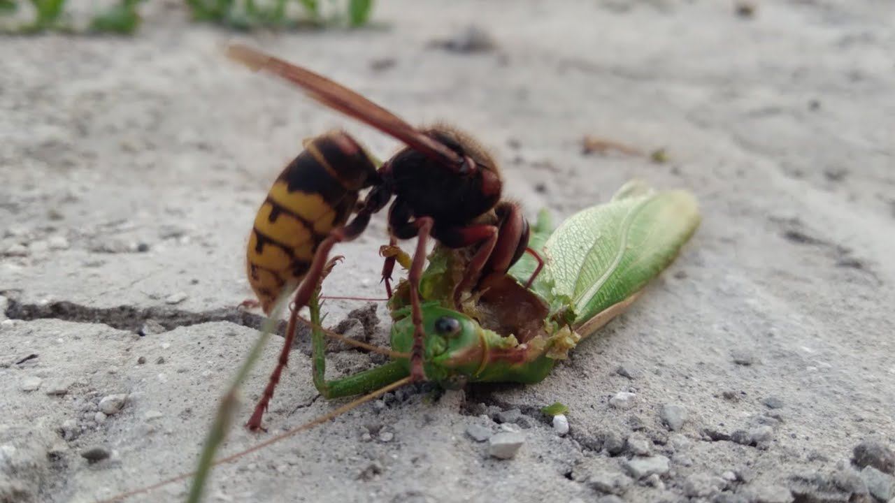 hornet vs. cricket_Шершень ест кузнечика