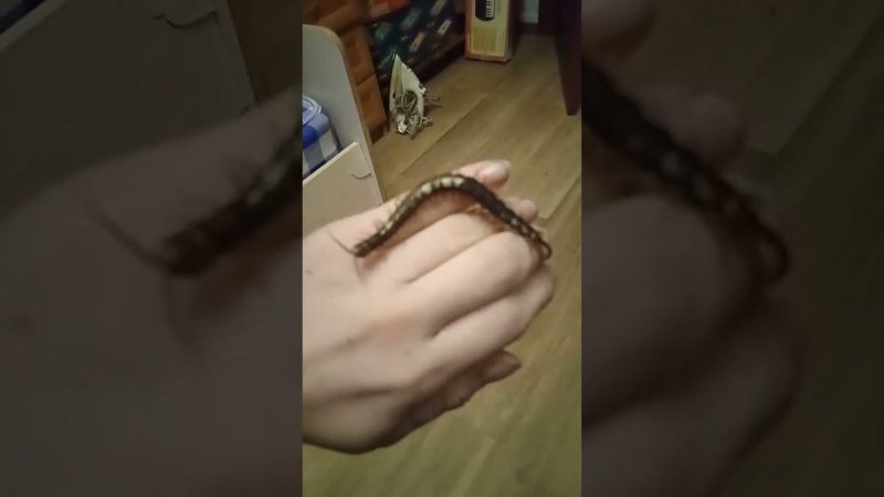 Бегущая сороконожка