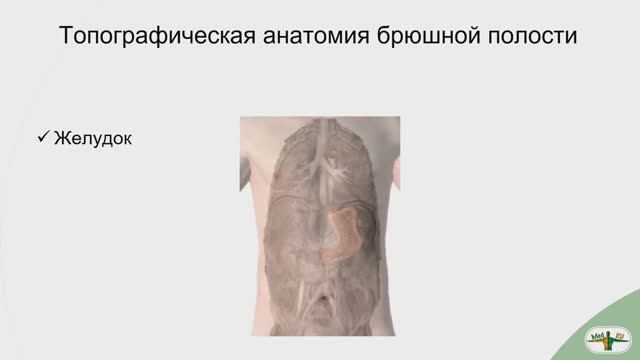 Брюшная полость - топография Желудка