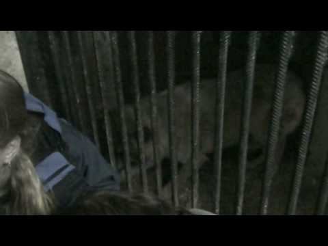 Мама волчат