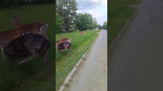 Коллеги-олени