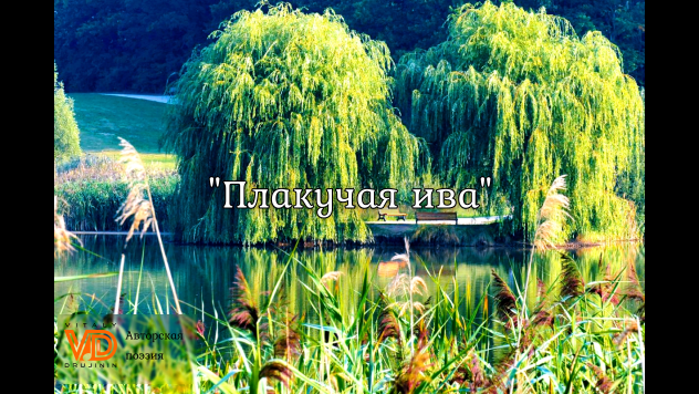 "Плакучая ива", поэзия. Виталий Дружинин