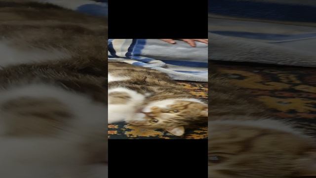 Домашний любимец Бантик с кликухой МУРЛО
