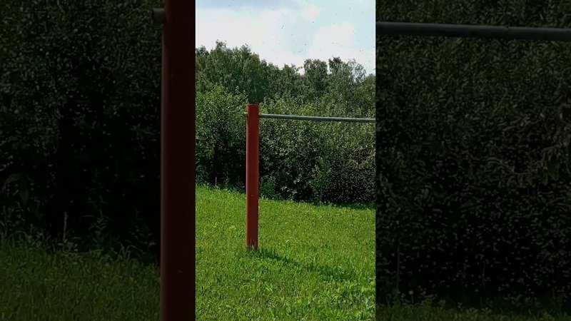 Роение на приусадебном участке.
