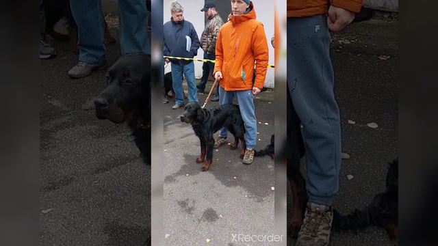 Истринская выставка охот. собак