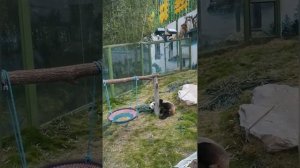 Травы переела