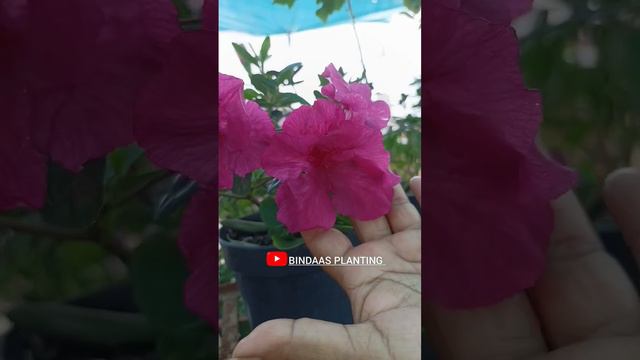 Beautiful AZALEA BLOOMS at the end of monsoon❤️
