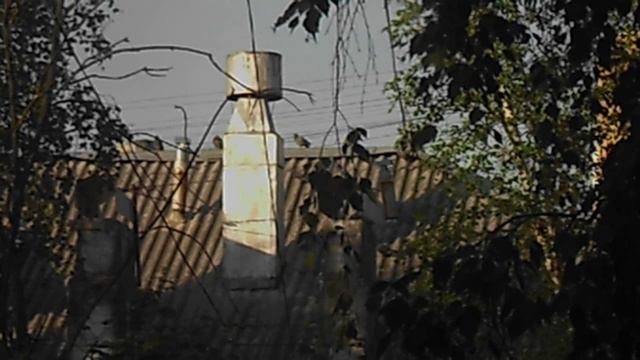 Много голубей на крыше 348485 DSCN5420