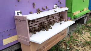 Отбор пыльцы у пчел. Все получилось