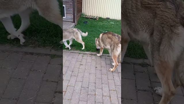 Чехословацкий влчак, Чехословацкая волчья собака