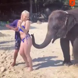 Похотливый слоненок