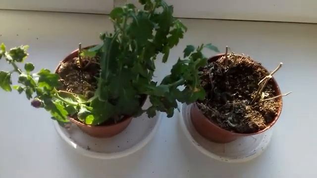 Хризантемы в горшке купила  за 10 рублей.