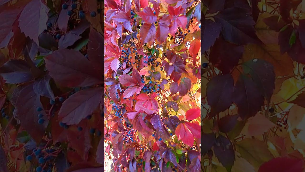 Цвет осени -красный❤❤❤