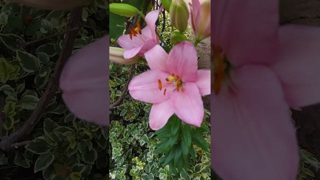 Лилия.mp4