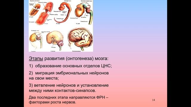 10. Дубынин В. А. - Мозг_ как он устроен и работает - Лекция 10.mp4