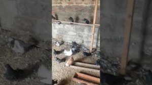 николаевские голуби мраморные