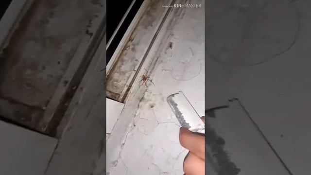 Укусил паук/ ПОСЛЕДСТВИЯ, СИМПТОМЫ И ЛЕЧЕНИЕ.