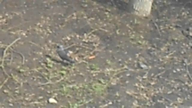 Весна. Галка в поиске 354846545 DSCN5264