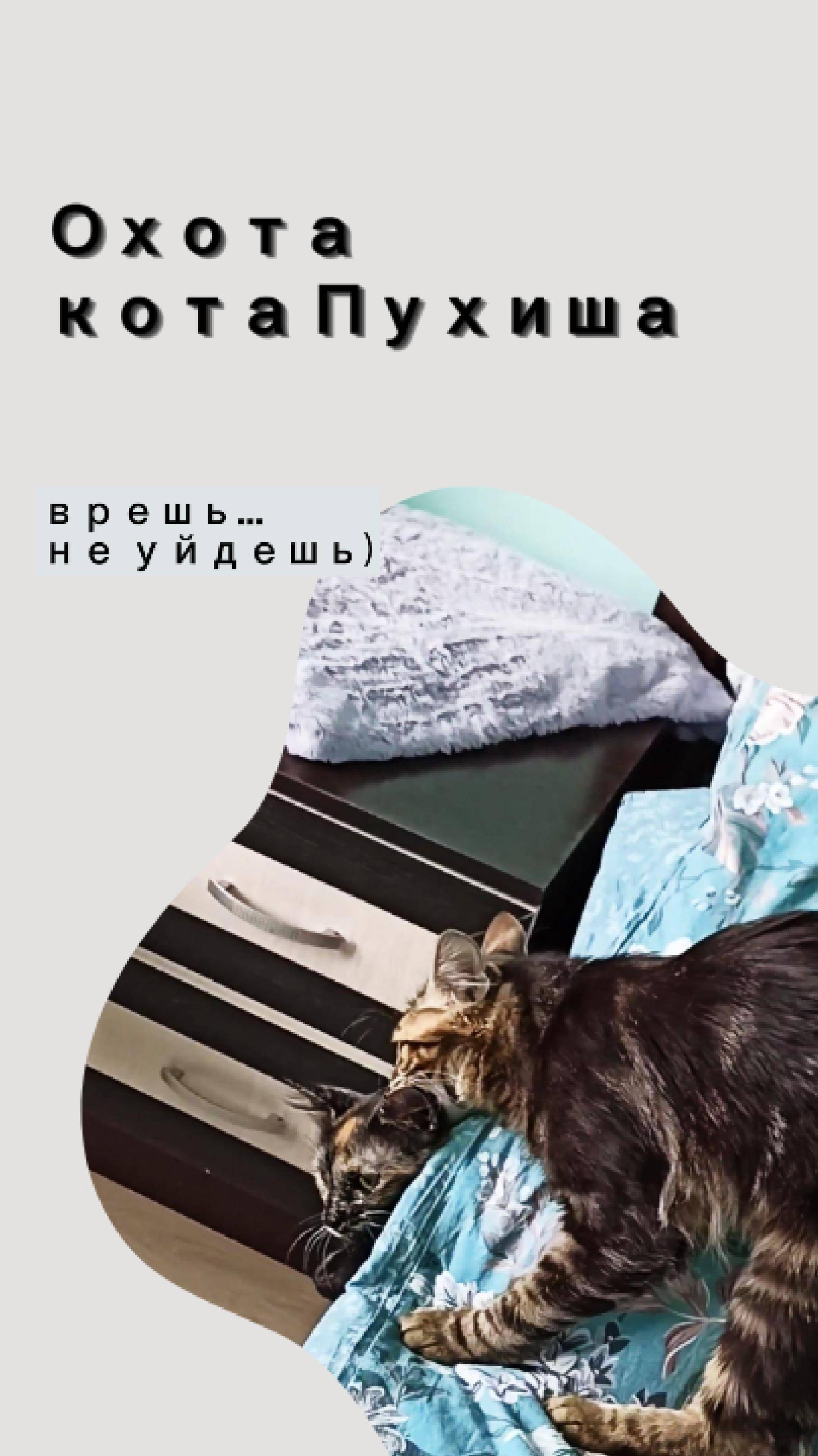 Охота кота Пухиша) Кто под одеялом? #кот #котик #cat #kitten