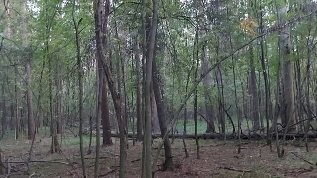 НЕМНОГО О МАГИИ В ЛЕСУ.
