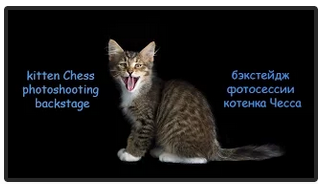 Бэкстейдж фотосессии котёнка ? 
Kitten photoshooting backstage.