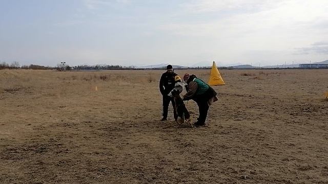 1.  выражено/пож OSTEN STERN DAKOTA (Tornados-Ostvind Yard Yantaris – Osten Stern Olesya)