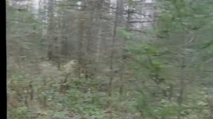 Охота с русскими гончими.....