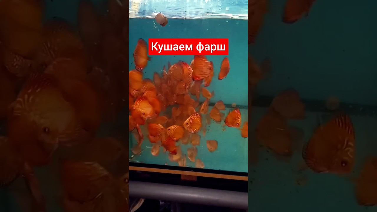 Подростки дискусы кушают фарш