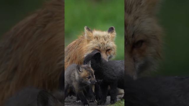 Доброе утро, чернобурые лисята