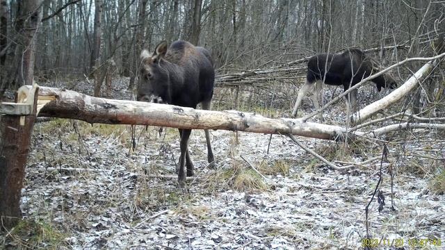 Лосиный обед