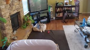 Swedish Vallhund - Bard - I only listen when food is involved!