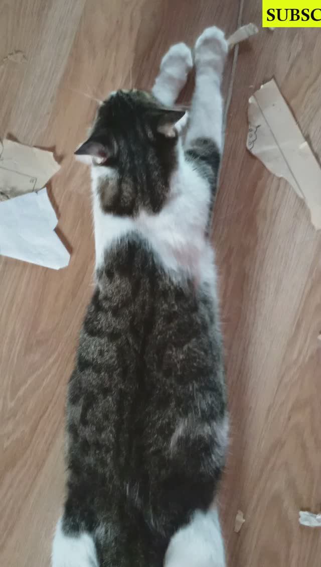 Котик устроил погром