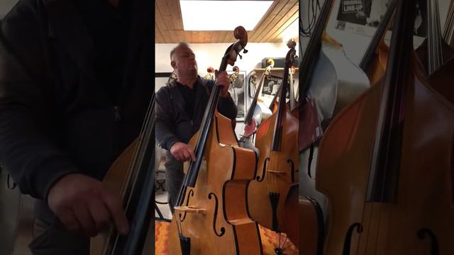 1955 Musima Cutaway Kontrabass, blond mit schwarzem Rand