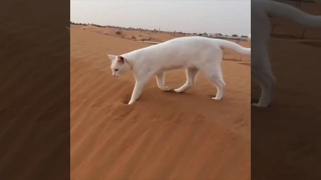 Само совершенство. Миллион лет эволюции,