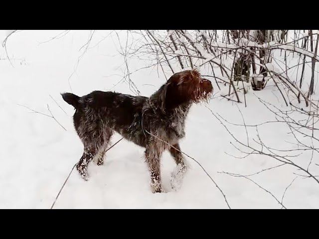 Самый Лучший Хозяин, отзовись!