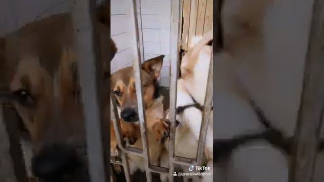Приходите в приют